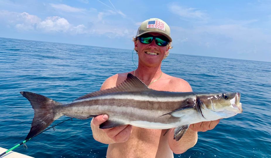 Cobia becoming a Metro target species – Tight Lines